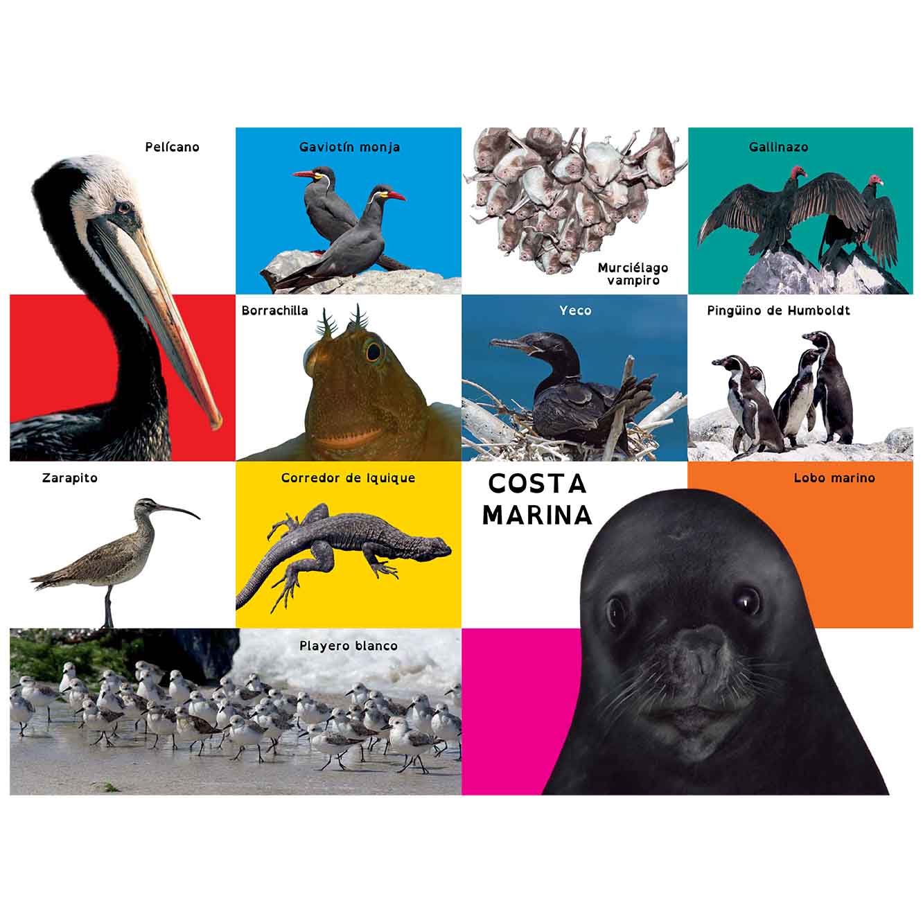 101 Animales chilenos – Planeta Sostenible