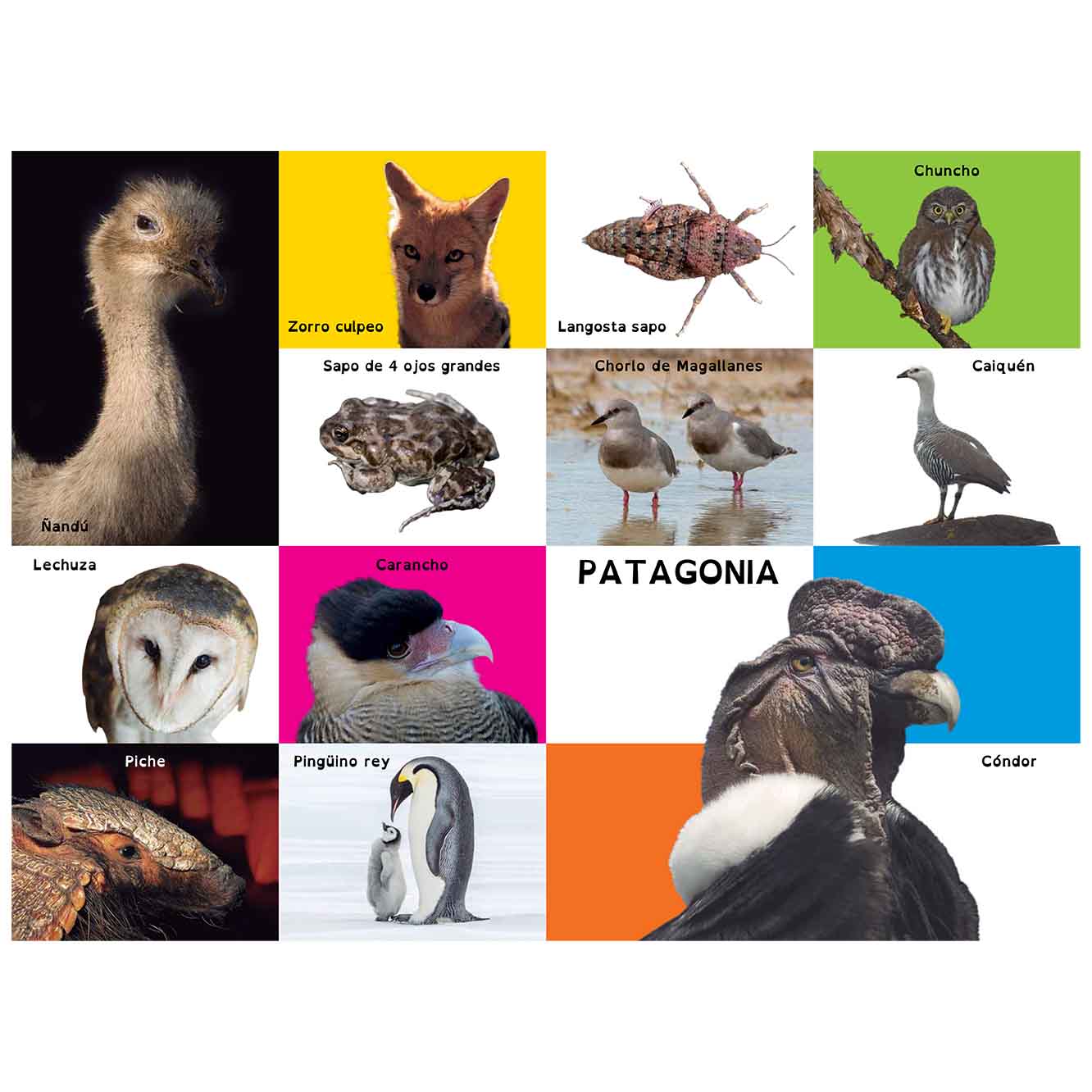 101 Animales chilenos – Planeta Sostenible