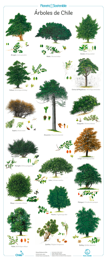 Árboles de Chile, póster – Planeta Sostenible
